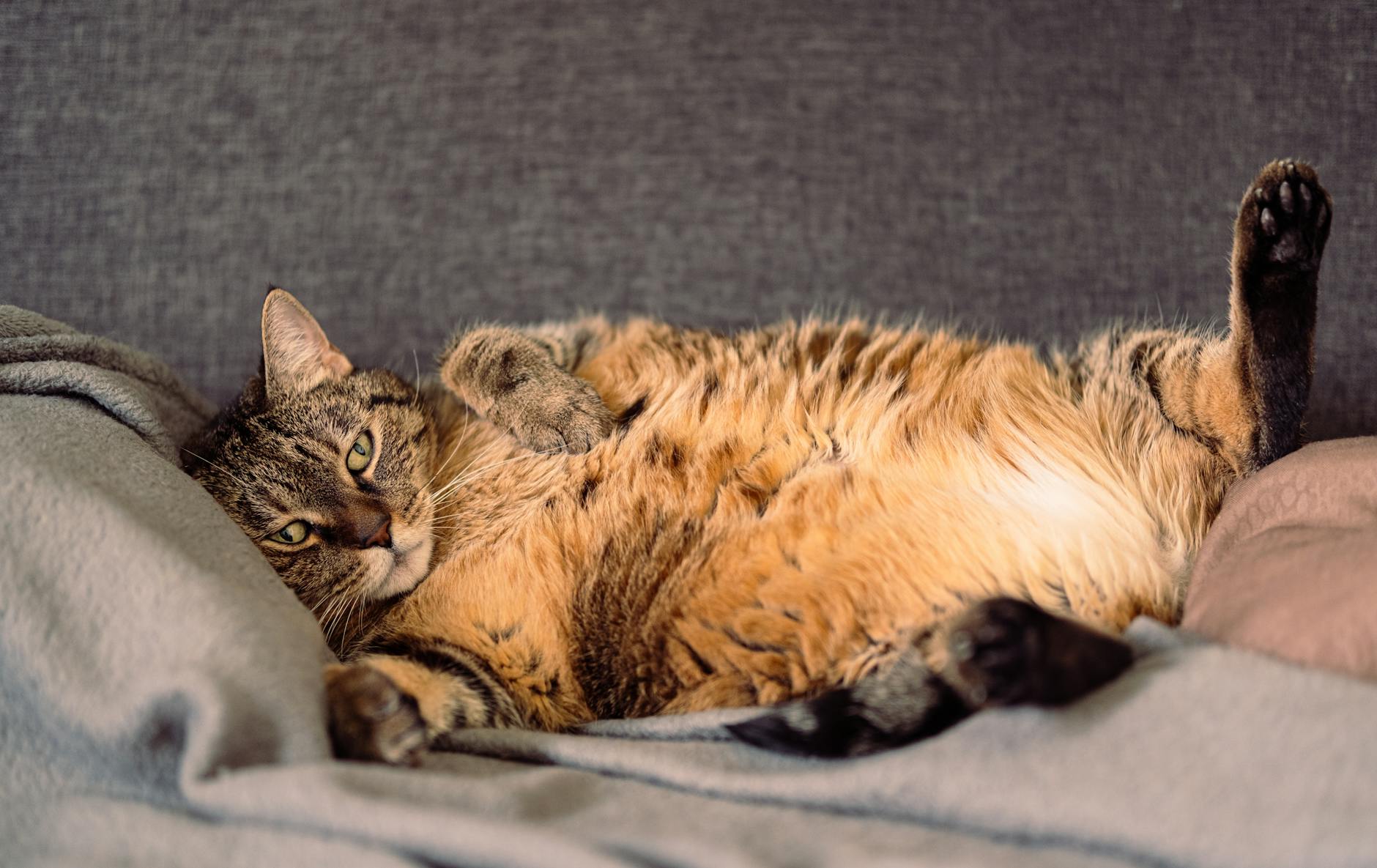 Expert Pet Insurance Startup Reviews - Osum